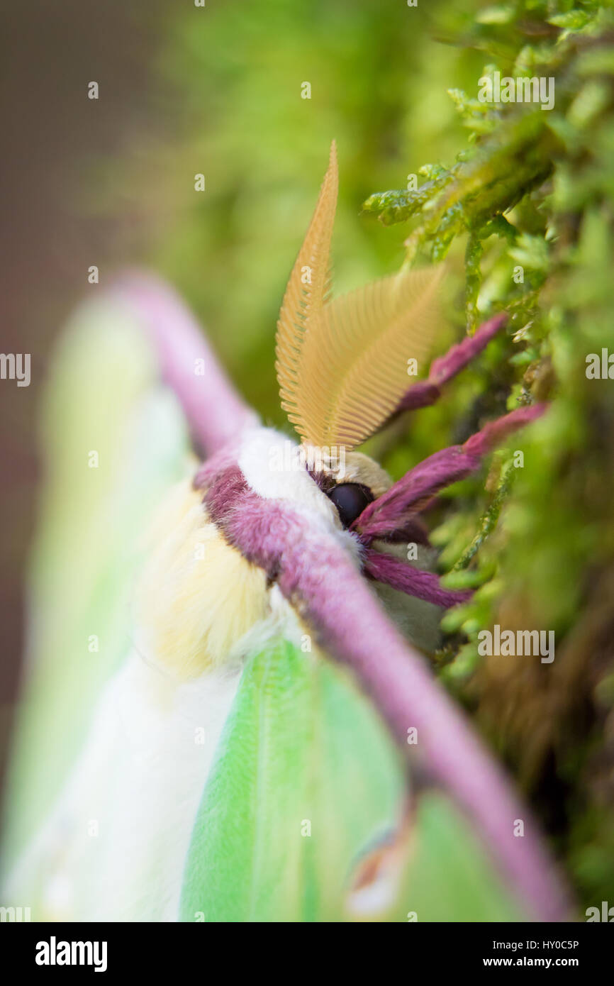 Luna Moth on green moss Stock Photo - Alamy