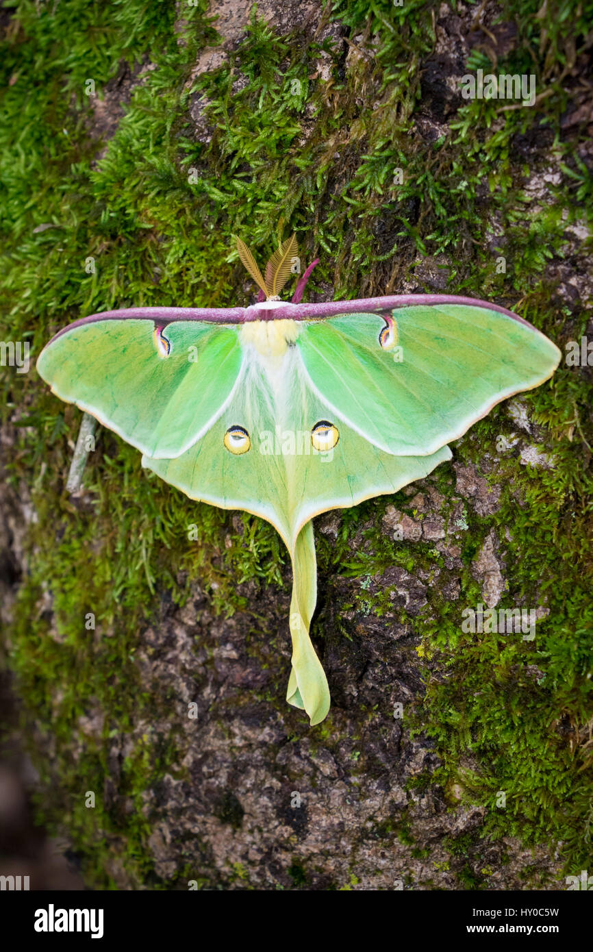 Luna moth hi-res stock photography and images - Alamy
