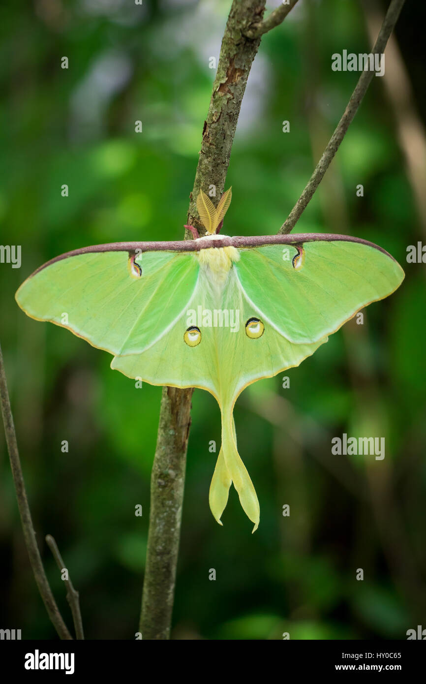 Luna Moth on tree branch Stock Photo - Alamy