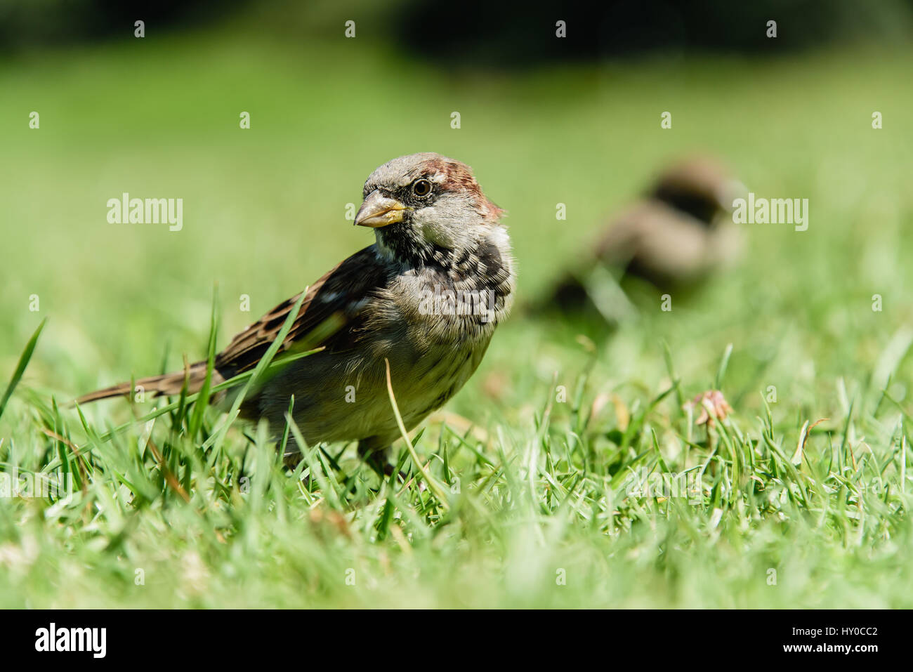 Biodiversity new zealand hi-res stock photography and images - Alamy