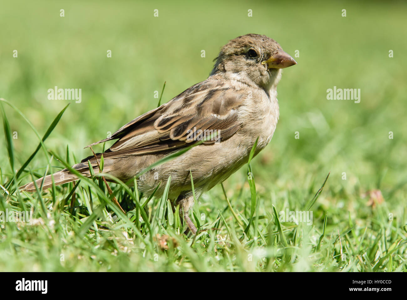 Biodiversity new zealand hi-res stock photography and images - Alamy