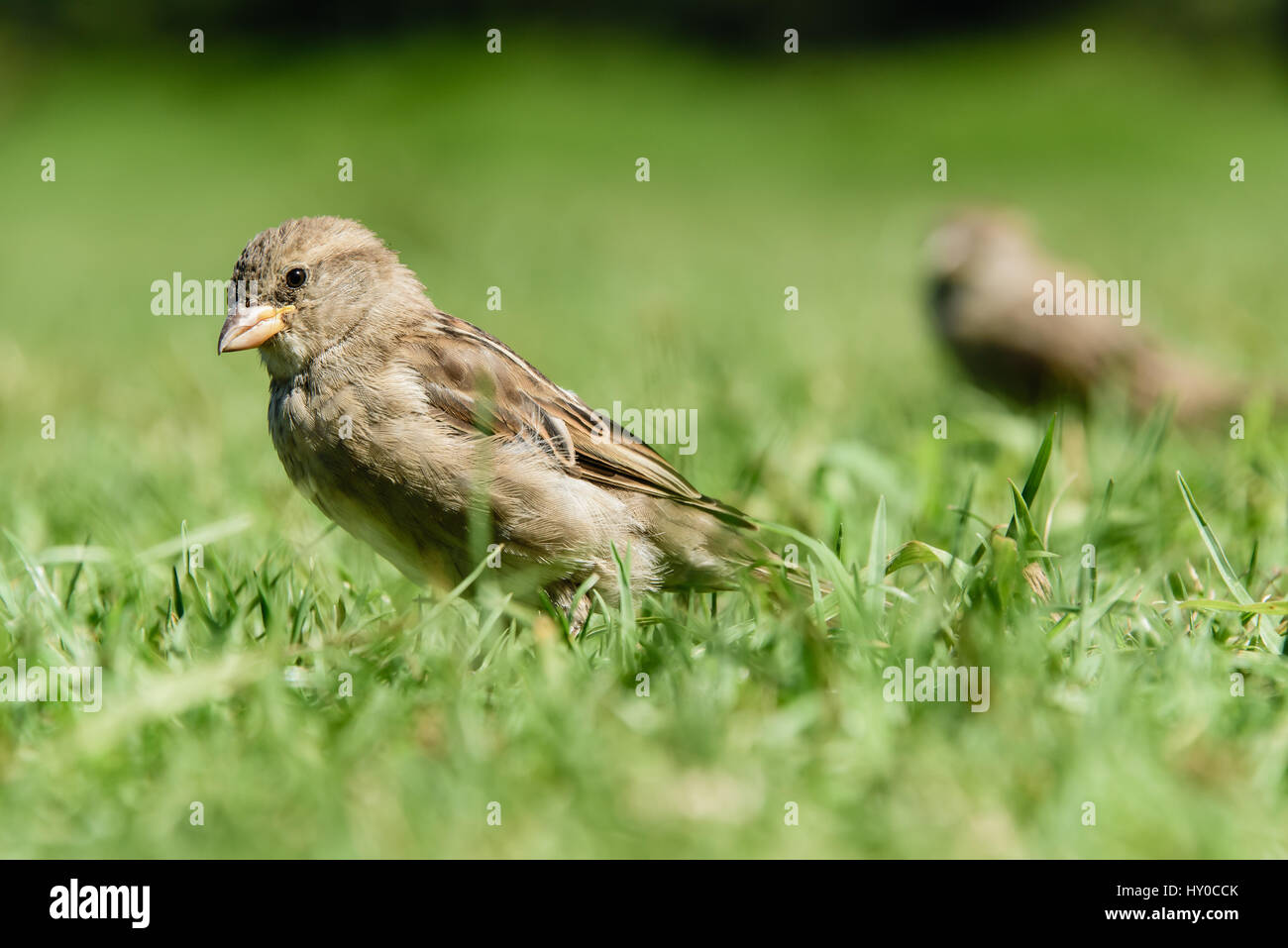 Biodiversity new zealand hi-res stock photography and images - Alamy