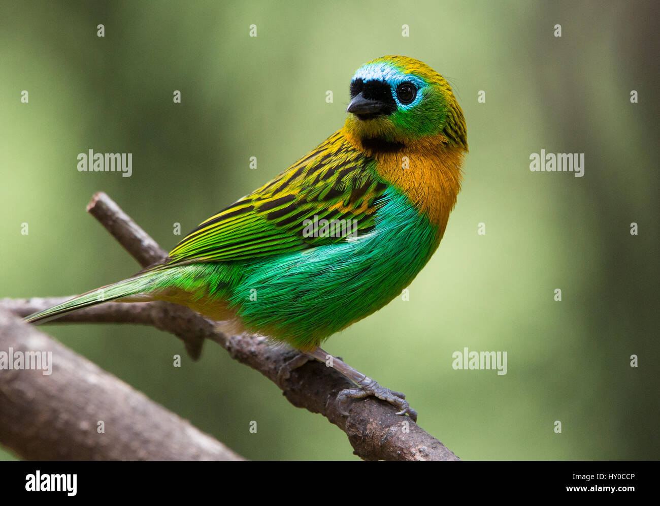 Photo published in the Handbook of Bird Biology Stock Photo - Alamy