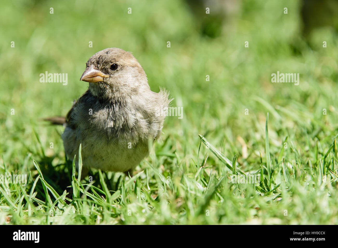 Biodiversity new zealand hi-res stock photography and images - Alamy