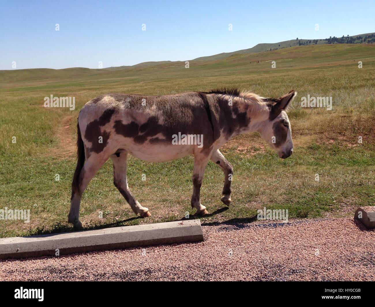 South american donkey hi-res stock photography and images - Alamy