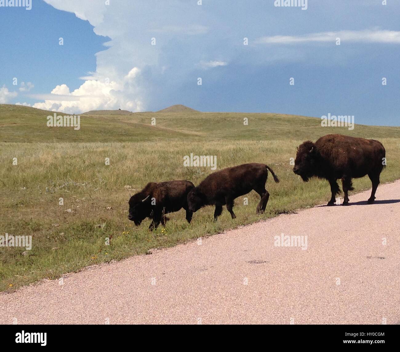 American buffalo in in south hi-res stock photography and images - Alamy