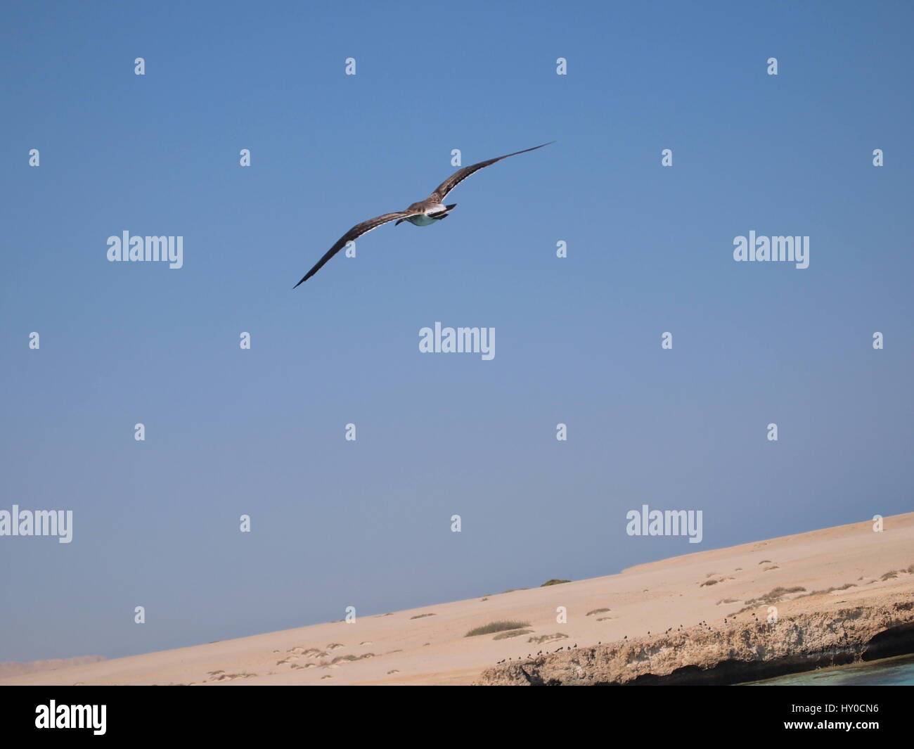 Free bird hi-res stock photography and images - Alamy