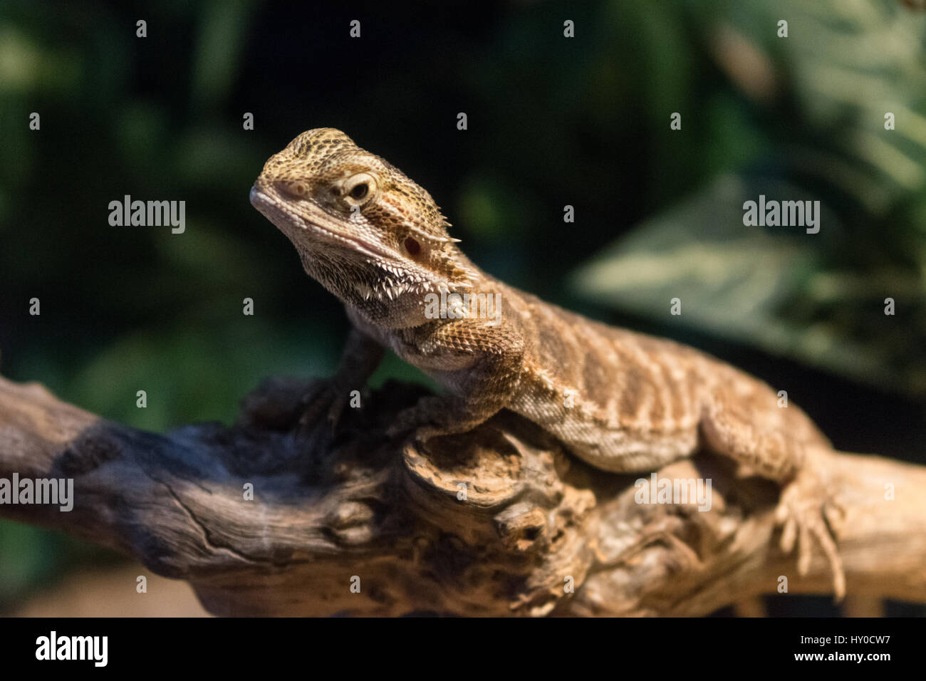 Animales dragón hi-res stock photography and images - Alamy
