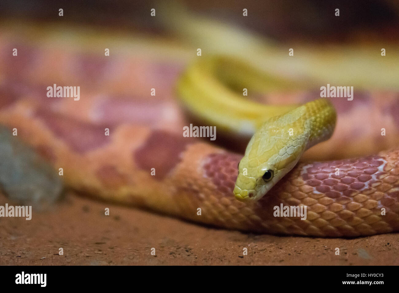 Black and yellow rat snakes hi-res stock photography and images - Alamy