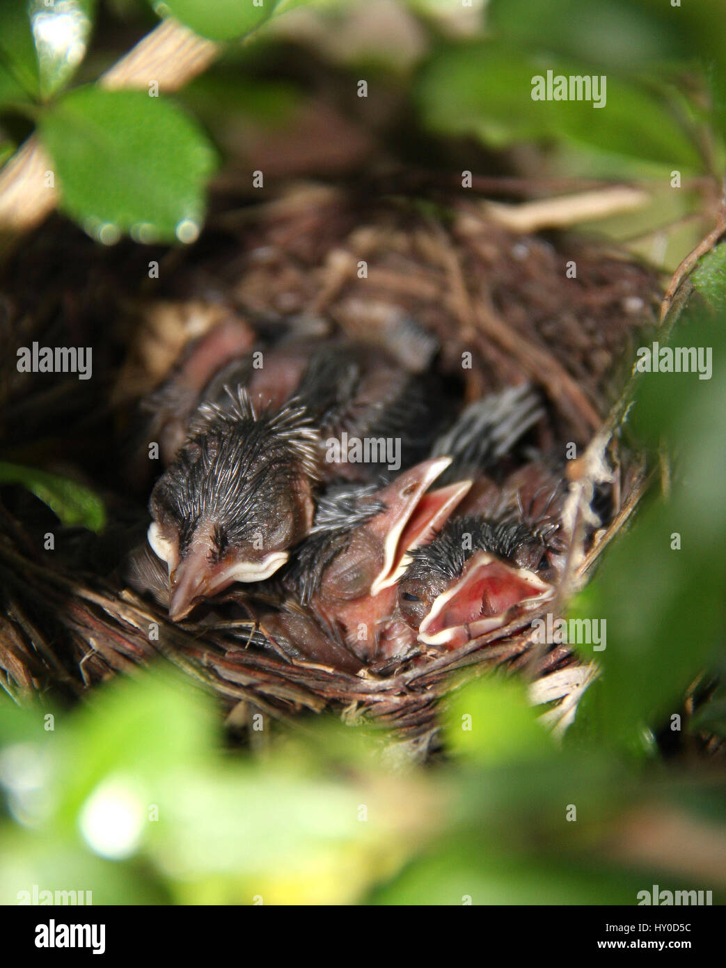 three baby birds sleeping happiness in nest on tree Stock Photo - Alamy