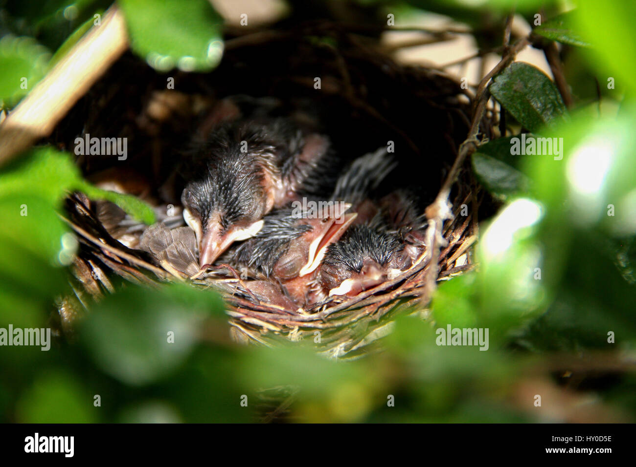 three baby birds sleeping happiness in nest on tree Stock Photo - Alamy