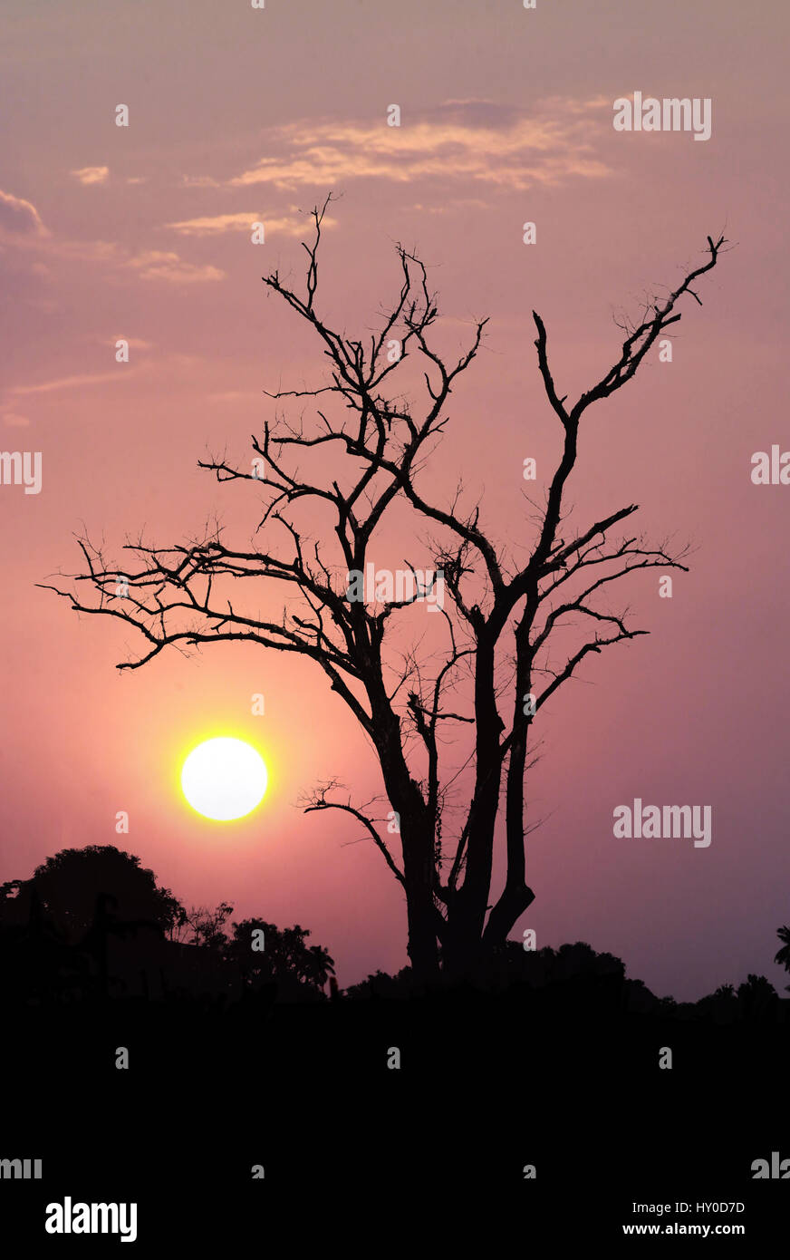 Leafless trees on orange sunset and white clouds on evening Stock Photo ...