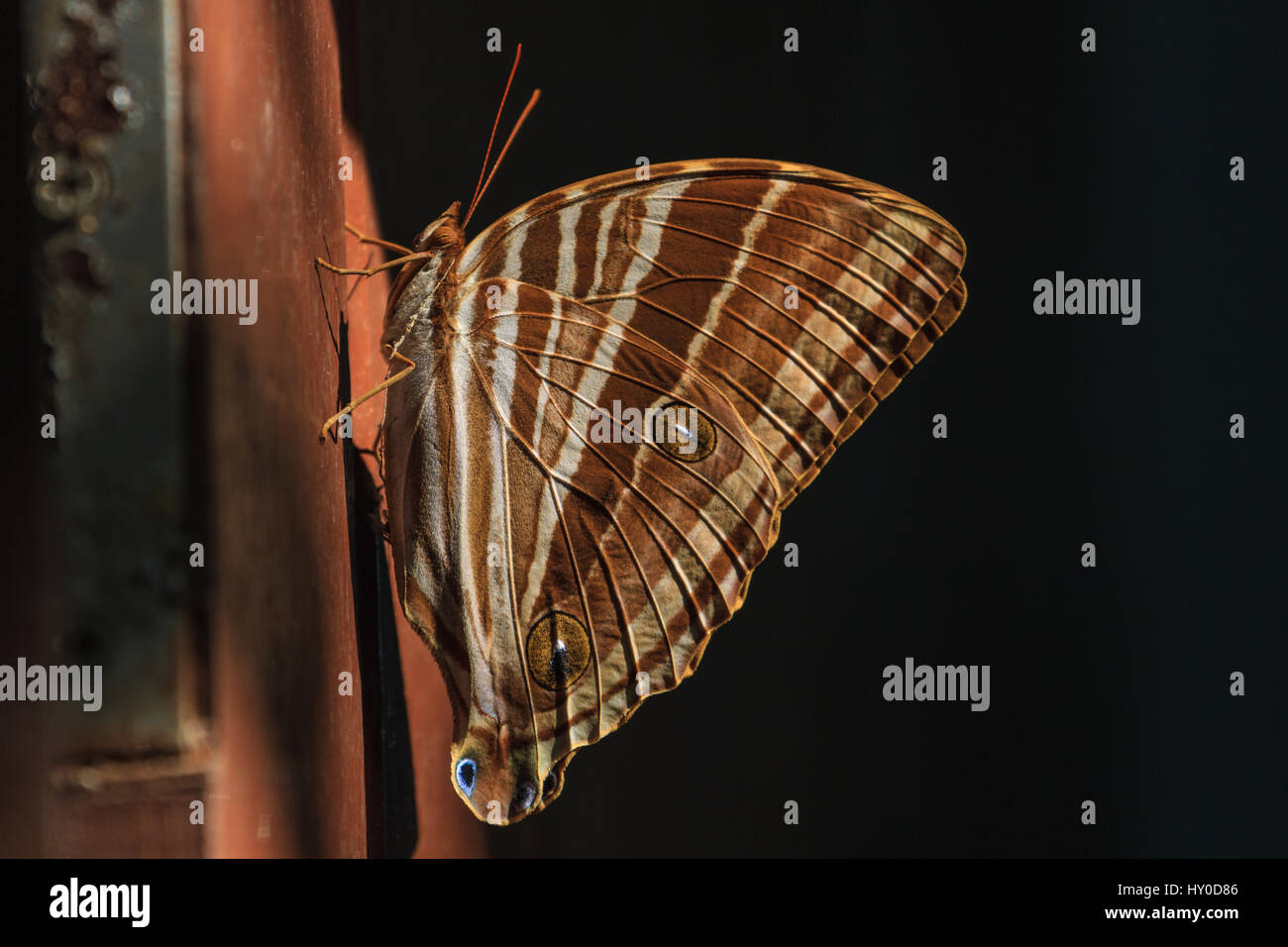 Butterfly, insect, macro insect, select focus Stock Photo - Alamy