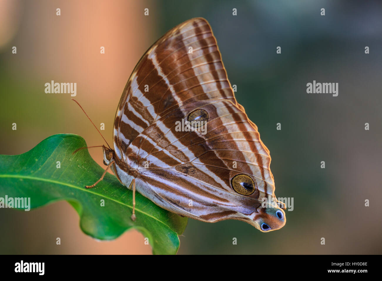 Butterfly, insect, macro insect, select focus Stock Photo - Alamy