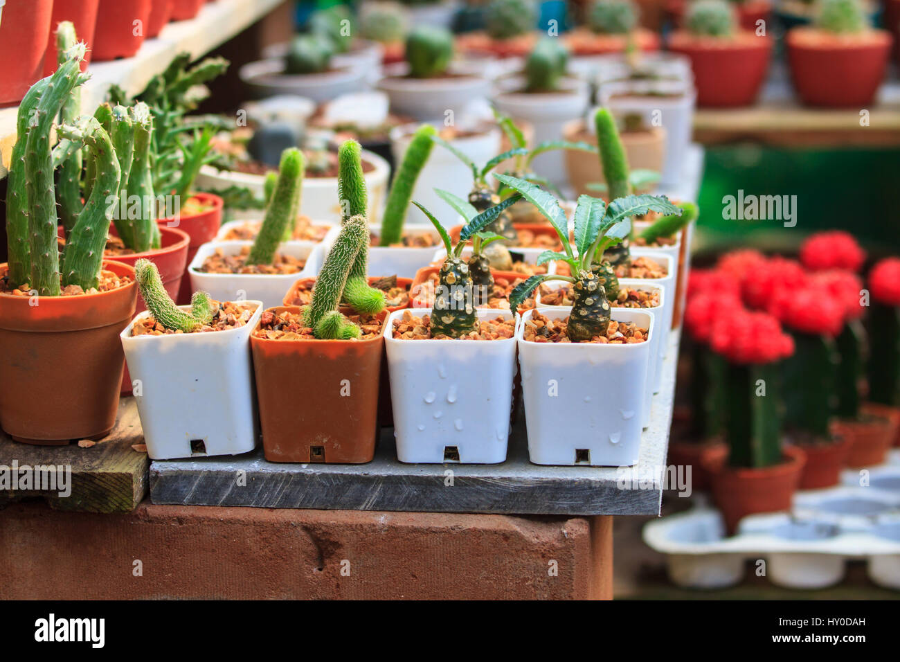 Various cactus plants in garden, selective focus Stock Photo - Alamy