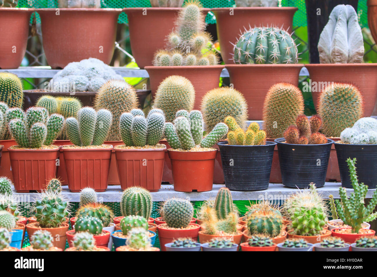 Various cactus plants in garden, selective focus Stock Photo - Alamy