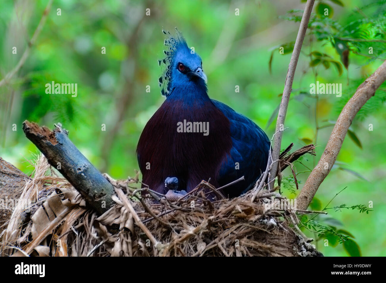 Victoria bird tree nest hi-res stock photography and images - Alamy