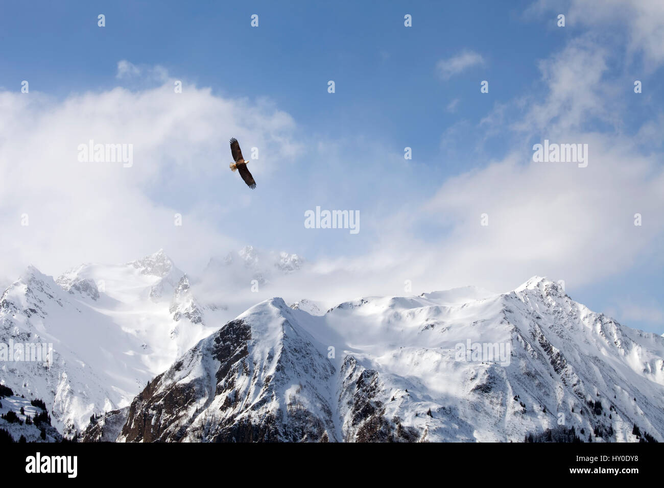 Bald eagle soaring over mountains in Southeast Alaska in winter Stock ...