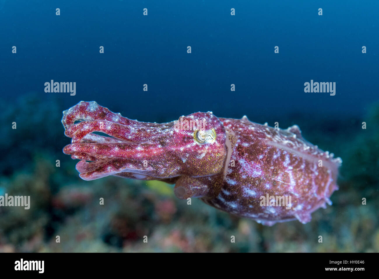 Sepia bandensis hi-res stock photography and images - Alamy