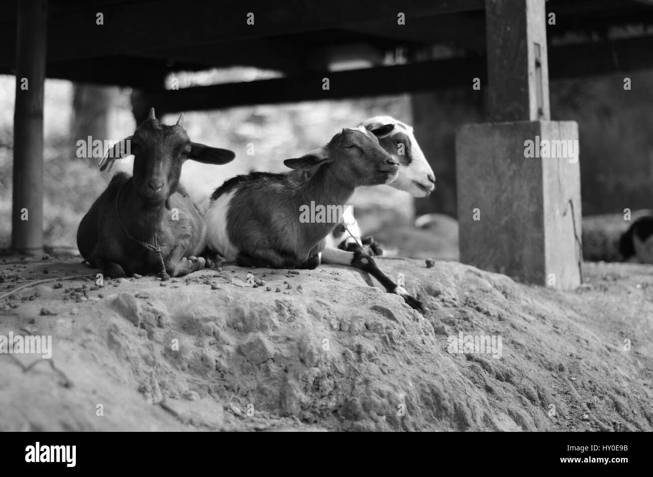House goat Black and White Stock Photos & Images - Alamy