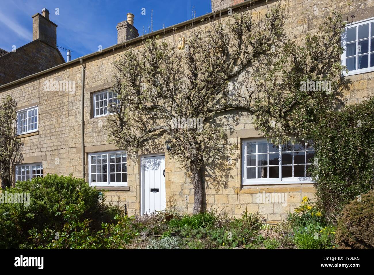 Espalier pear tree growing on Cotswold house, Blockley, Gloucestershire ...