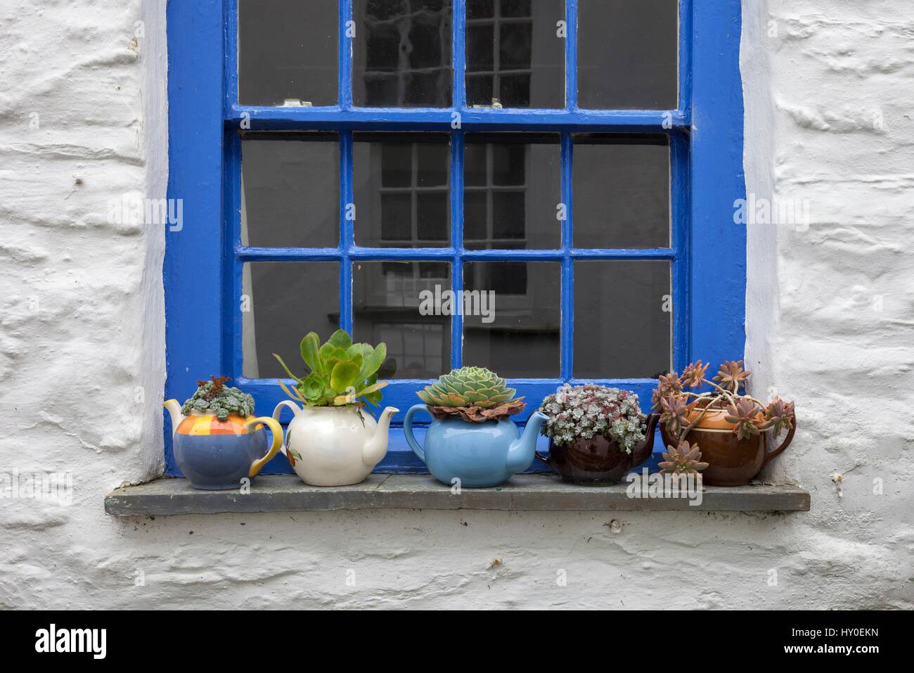 Pretty cottage window with row of teapots and plants, Port Isaac ...