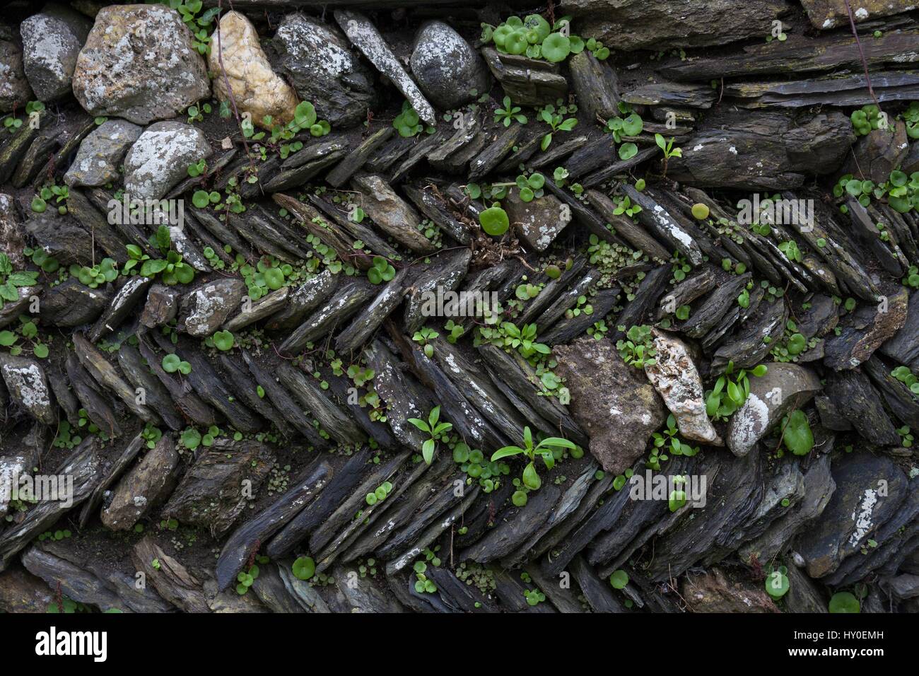 Traditional herringbone pattern rough slate wall, Cornwall, England ...