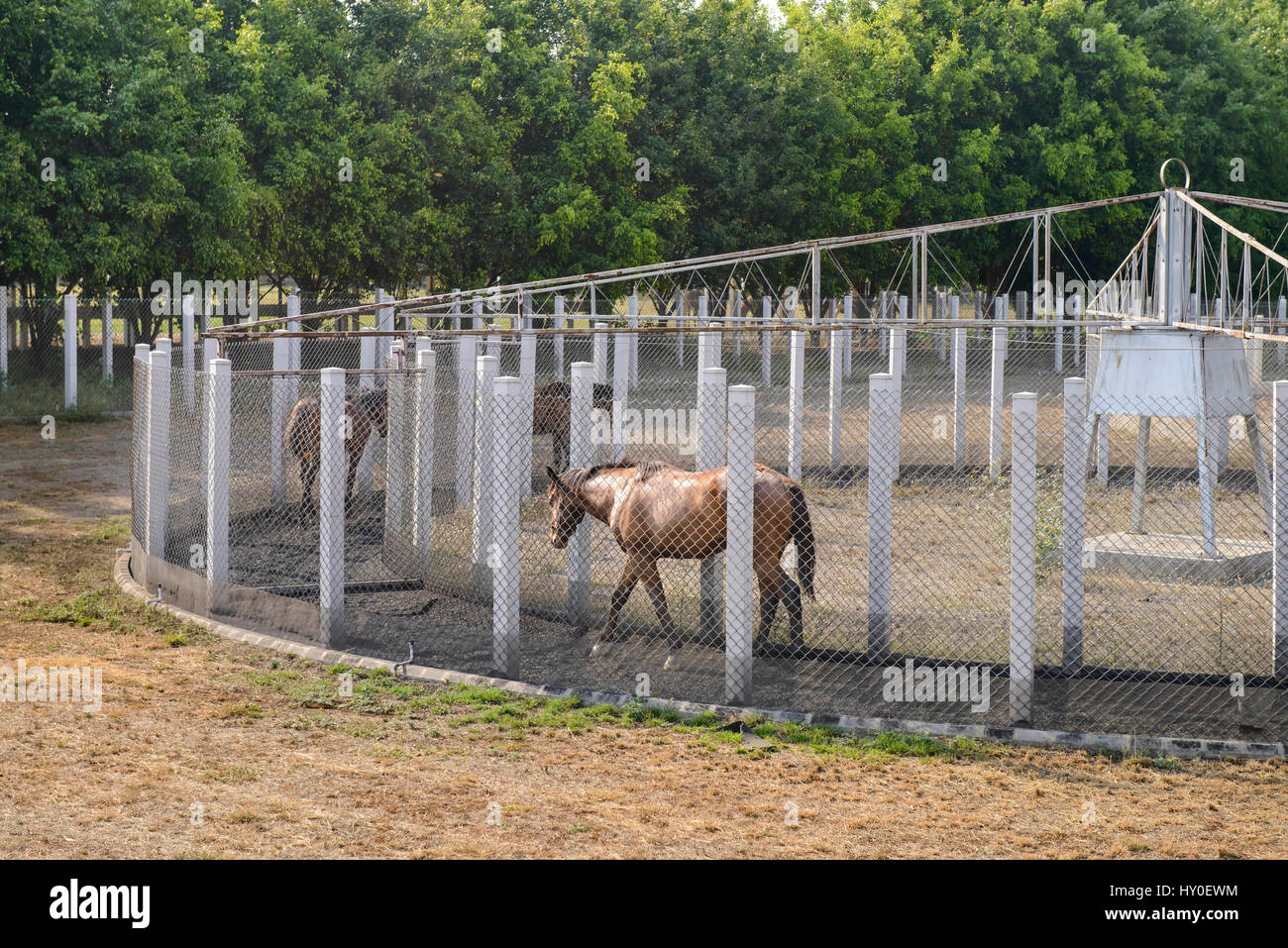 Poonawalla stud farm, pune, maharashtra, india, asia Stock Photo - Alamy