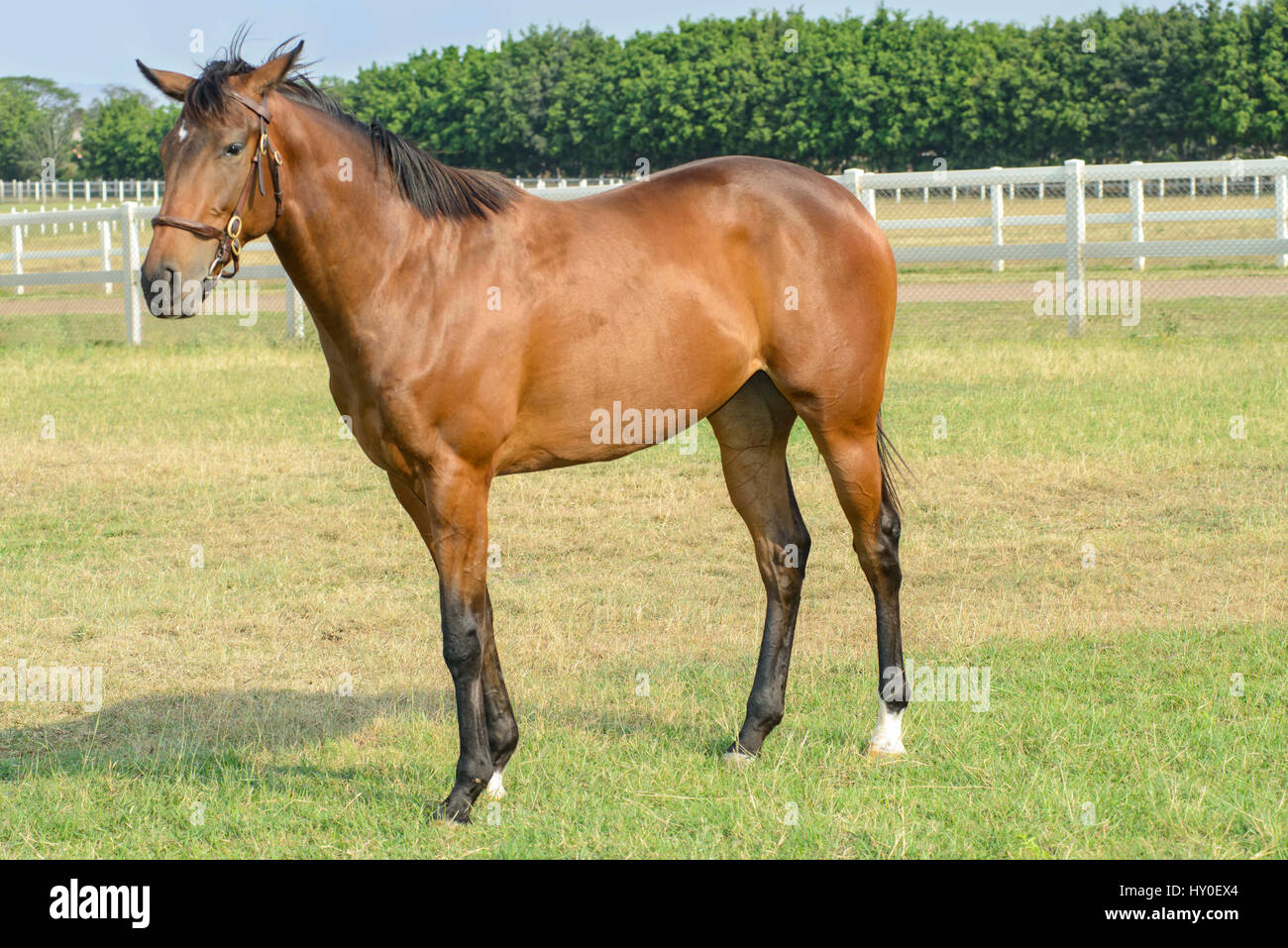 Poonawalla stud farm horse, pune, maharashtra, india, asia Stock Photo ...