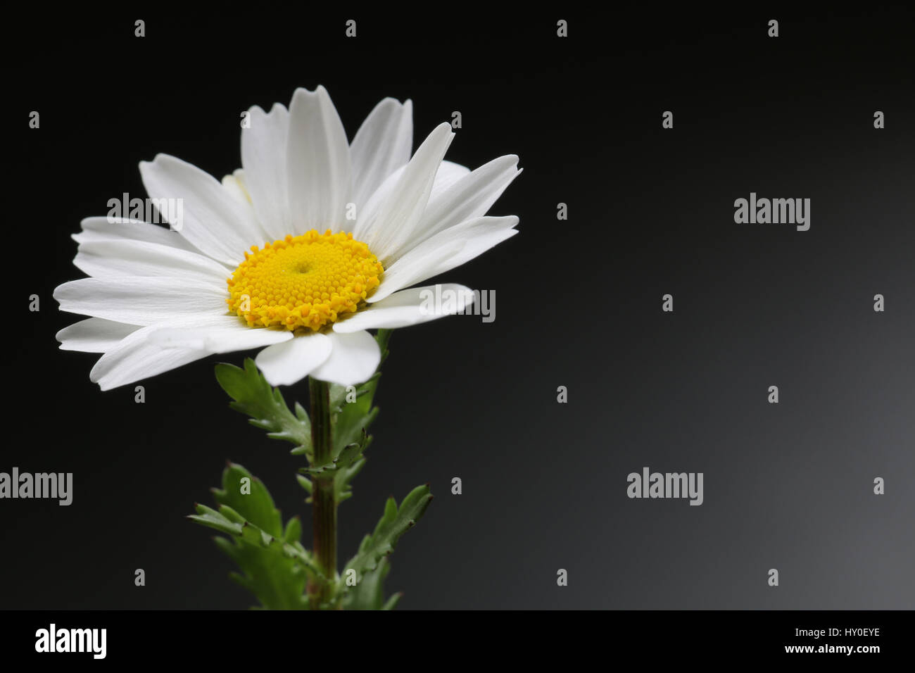 white north pole flower on black Stock Photo - Alamy
