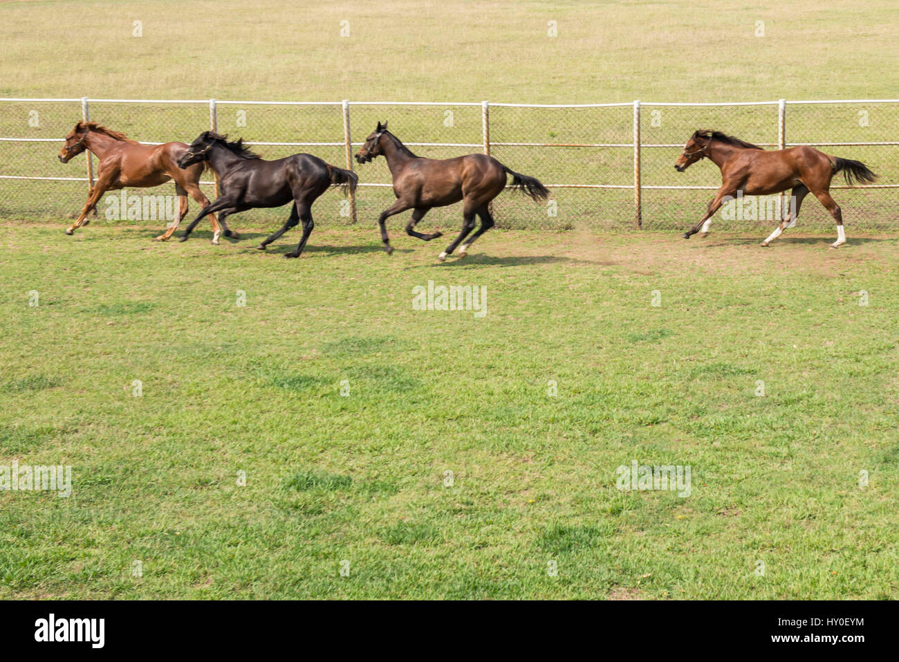 Poonawalla stud farm, pune, maharashtra, india, asia Stock Photo - Alamy