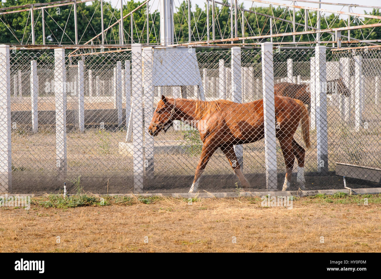 Poonawalla stud farm, pune, maharashtra, india, asia Stock Photo - Alamy