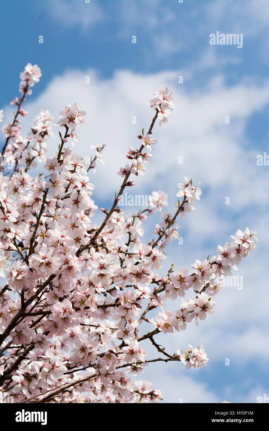 Almond bud hi-res stock photography and images - Alamy