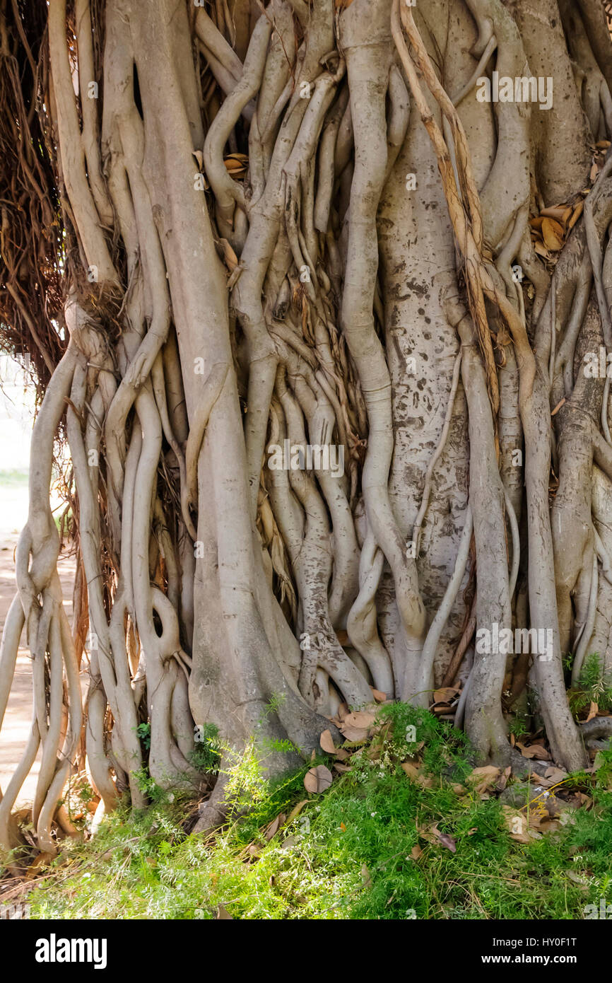 Banyan tree roots, pune, maharashtra, india, asia Stock Photo - Alamy