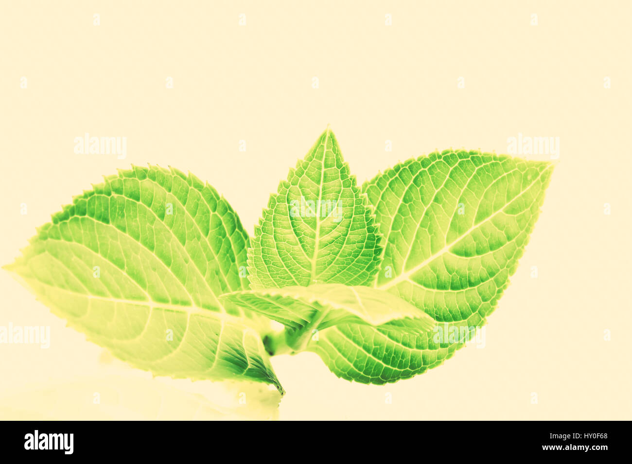 vintage of close up green leaf Stock Photo - Alamy