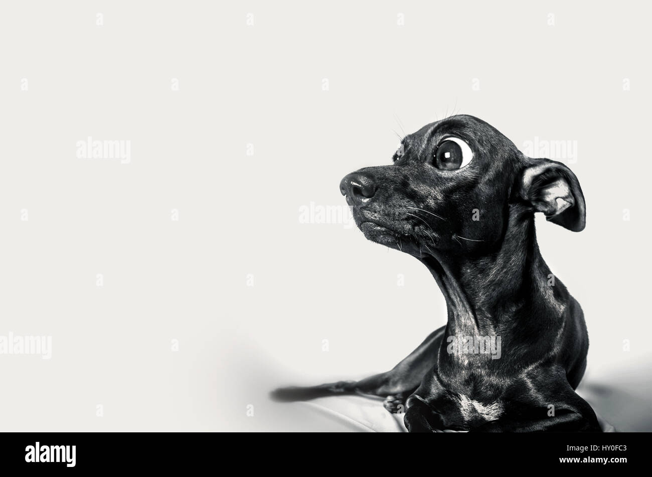 Shocked Faces Animals