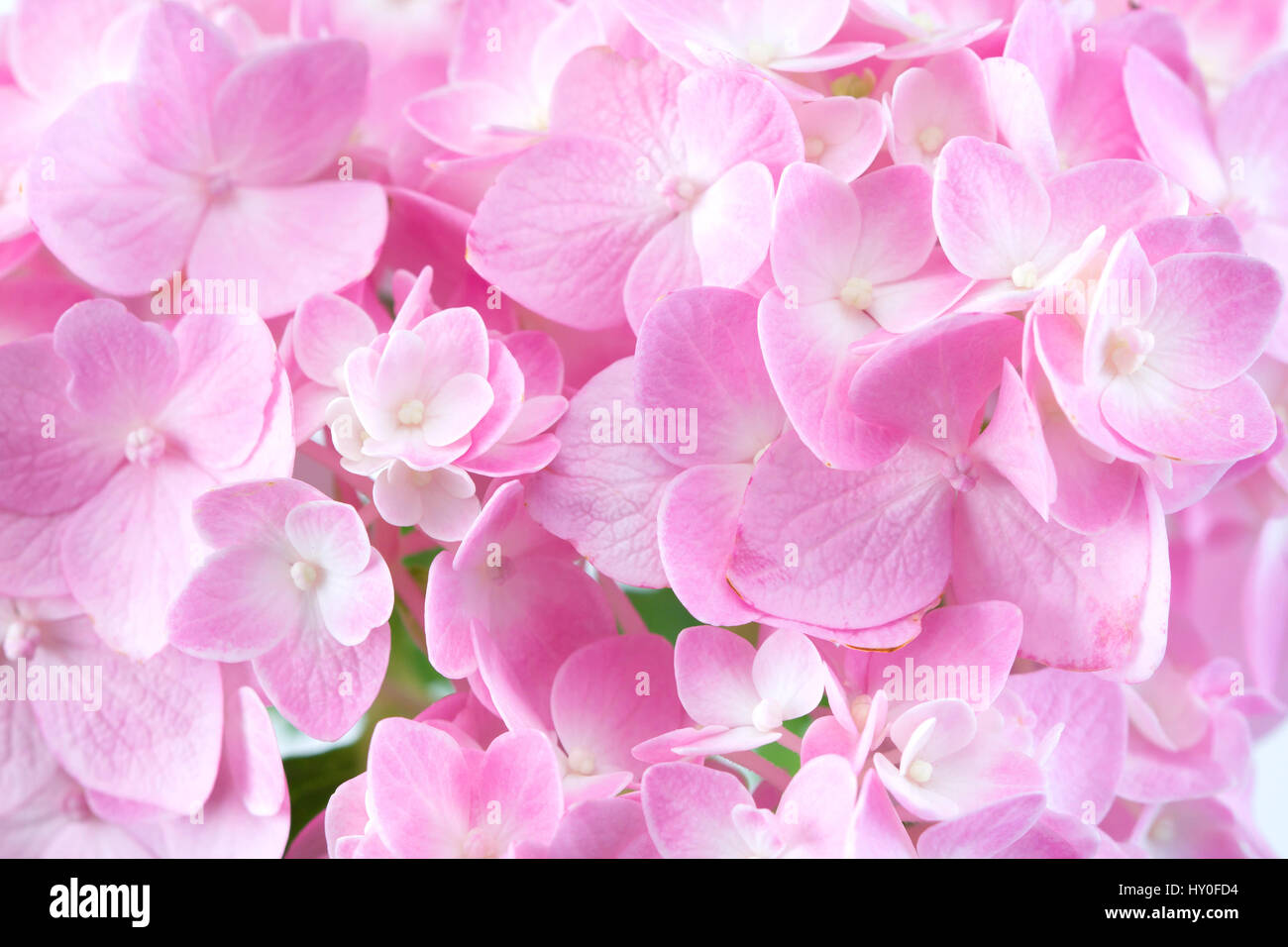 the sweet hydrangea flowers on a white background Stock Photo - Alamy