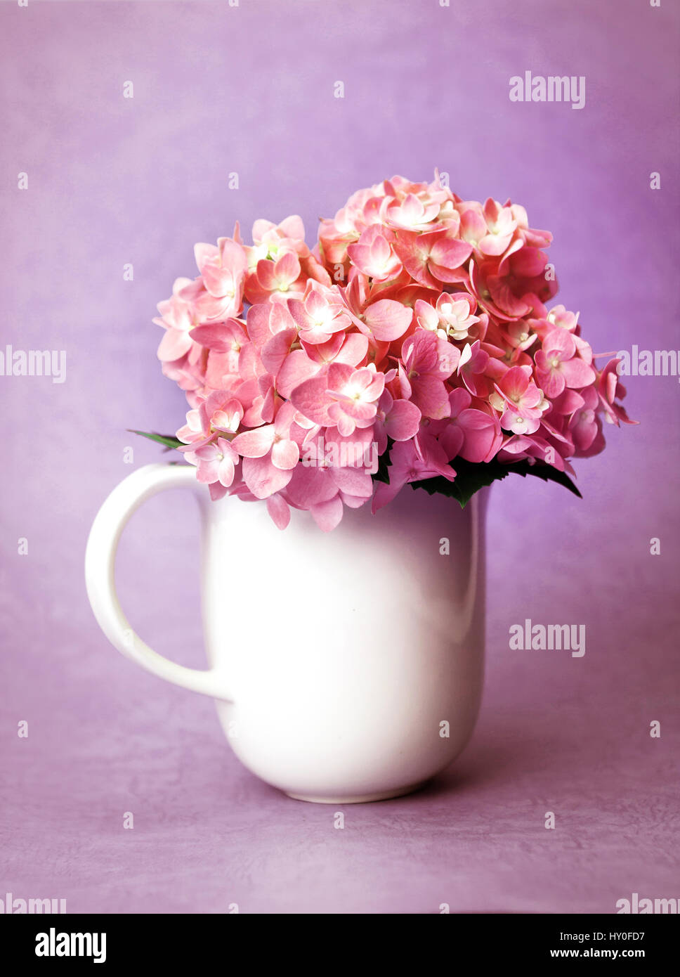 sweet hydrangea flowers in white vase Stock Photo - Alamy