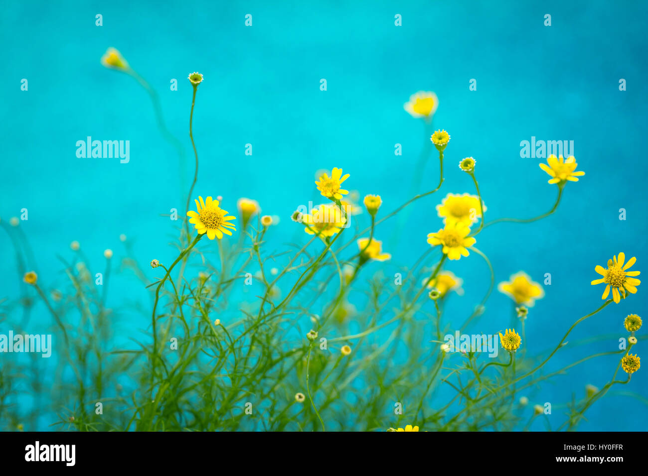 the small pretty yellow daisy on blue background Stock Photo - Alamy