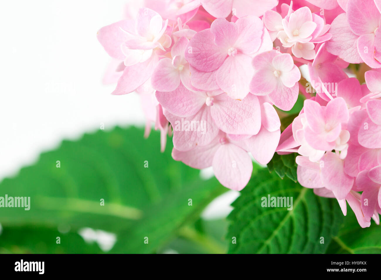 the sweet hydrangea flowers on a white background Stock Photo - Alamy