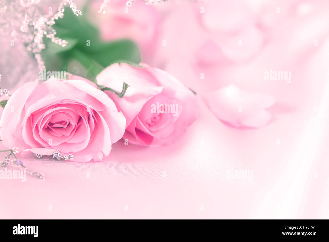soft sweet rose flowers for love romance background Stock Photo - Alamy