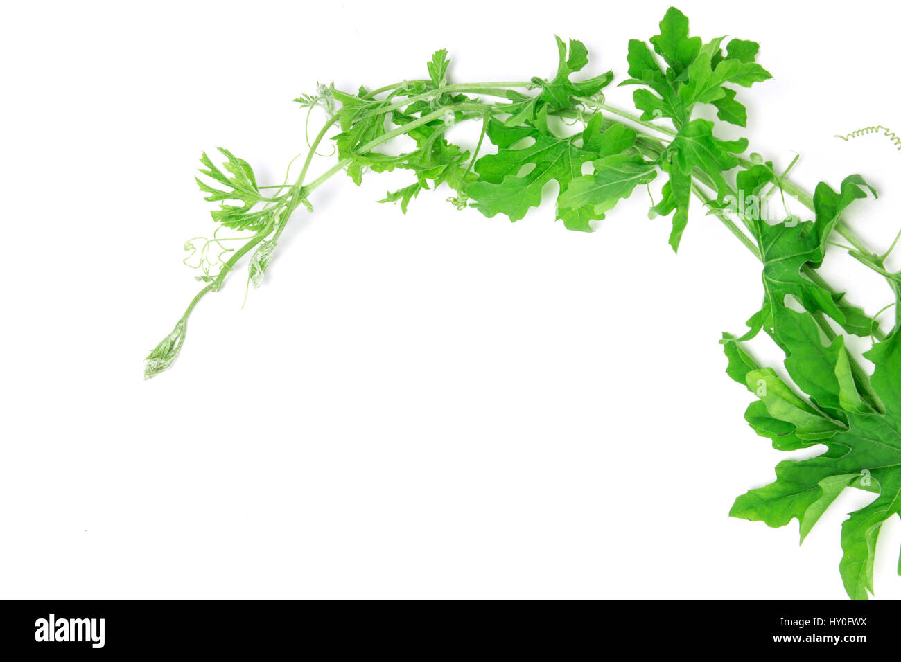 the green creeping plant on white background Stock Photo - Alamy