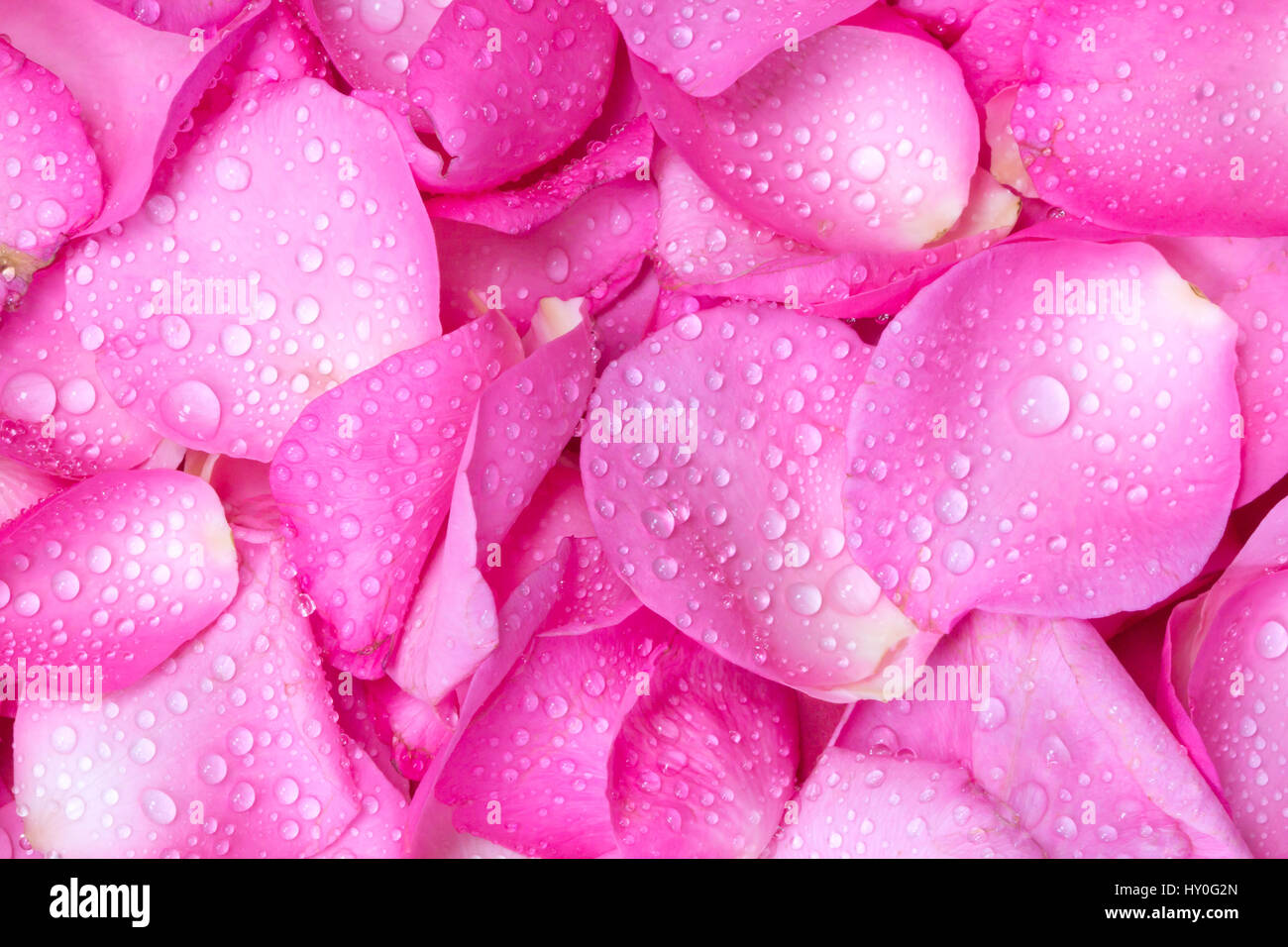 the fresh light pink rose petal background with water rain drop Stock ...