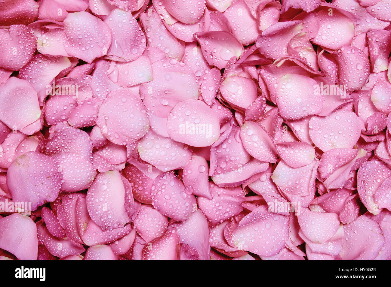 the fresh light pink rose petal background with water rain drop Stock ...