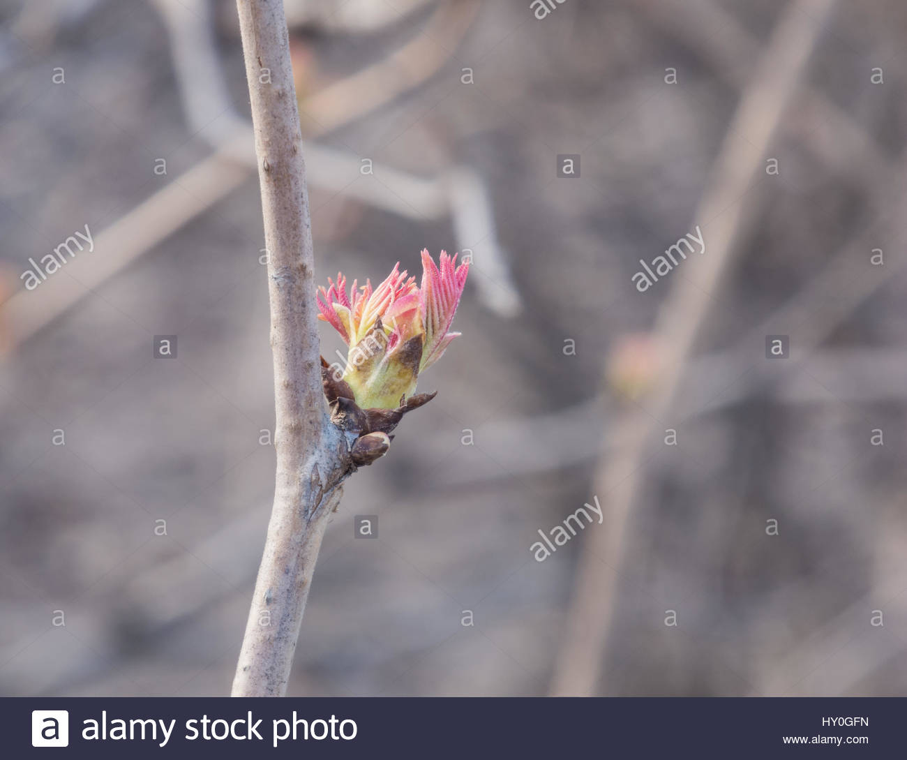 Curved Buds High Resolution Stock Photography and Images - Alamy