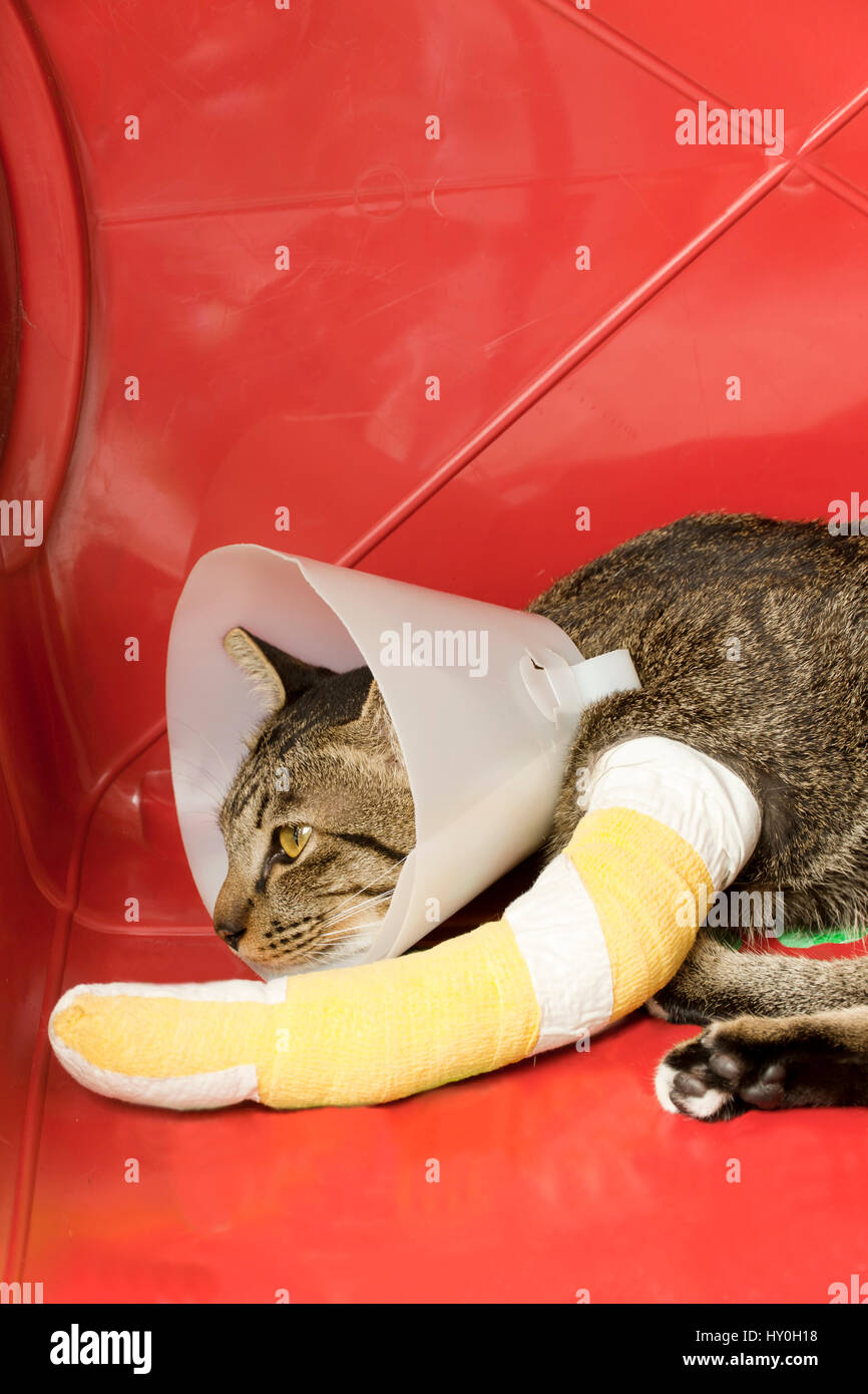 cat wearing an Elizabethan collar and cat leg to splint sleeping in a ...