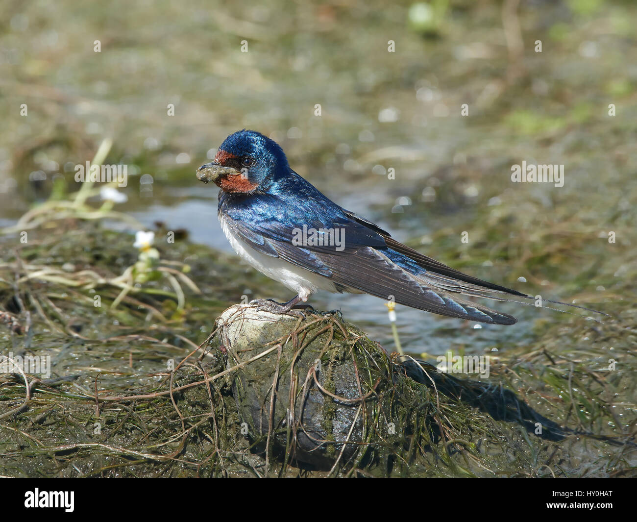 Barn Swallow sitting on a rock with mud in its beak Stock Photo - Alamy