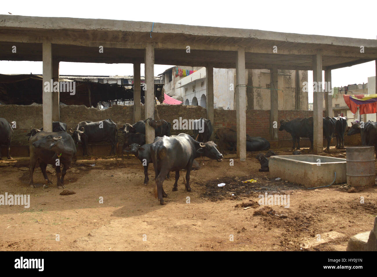 Buffalo stable, ajmer, rajasthan, india, asia Stock Photo - Alamy