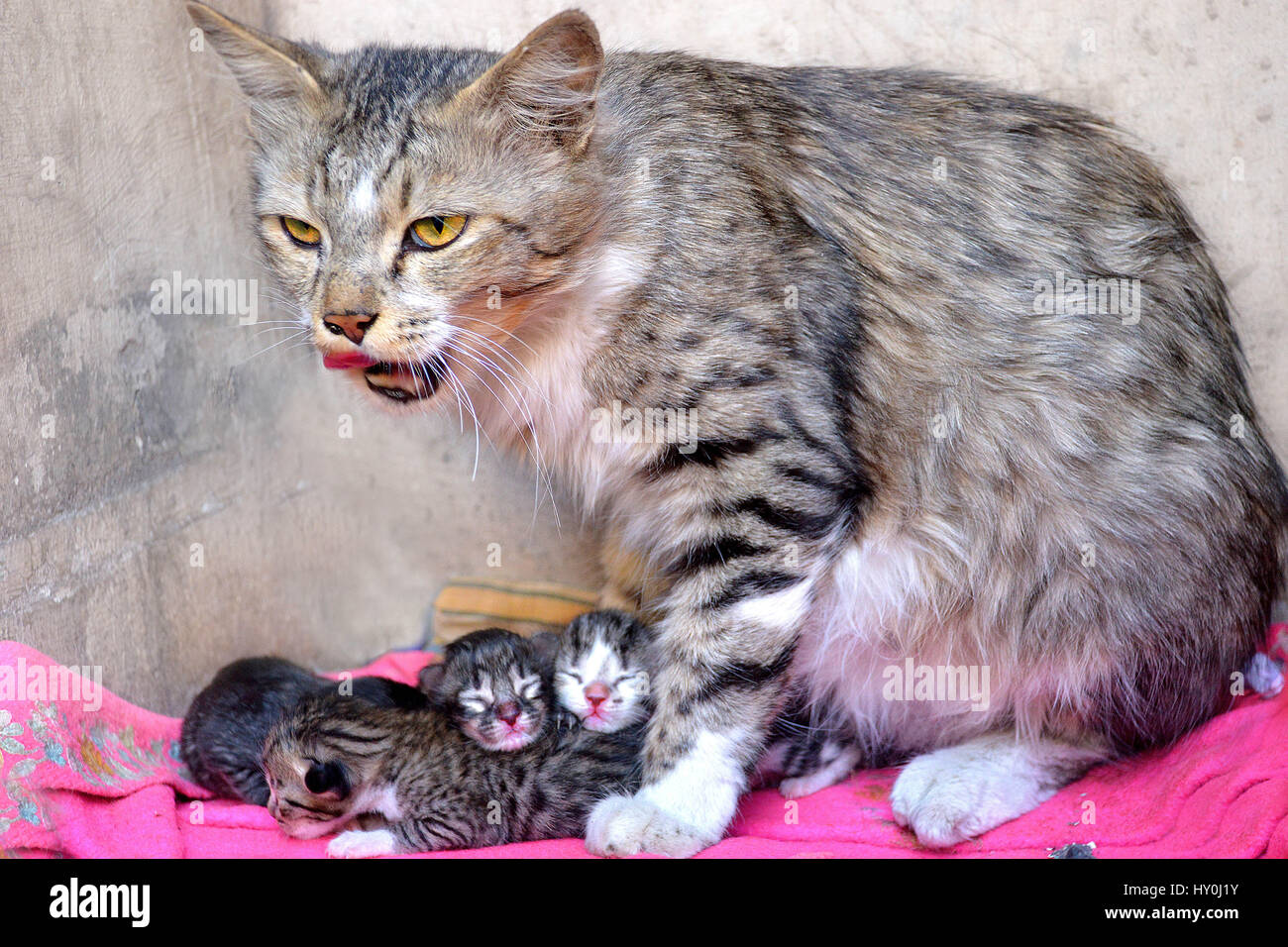 Indian kittens hi-res stock photography and images - Alamy