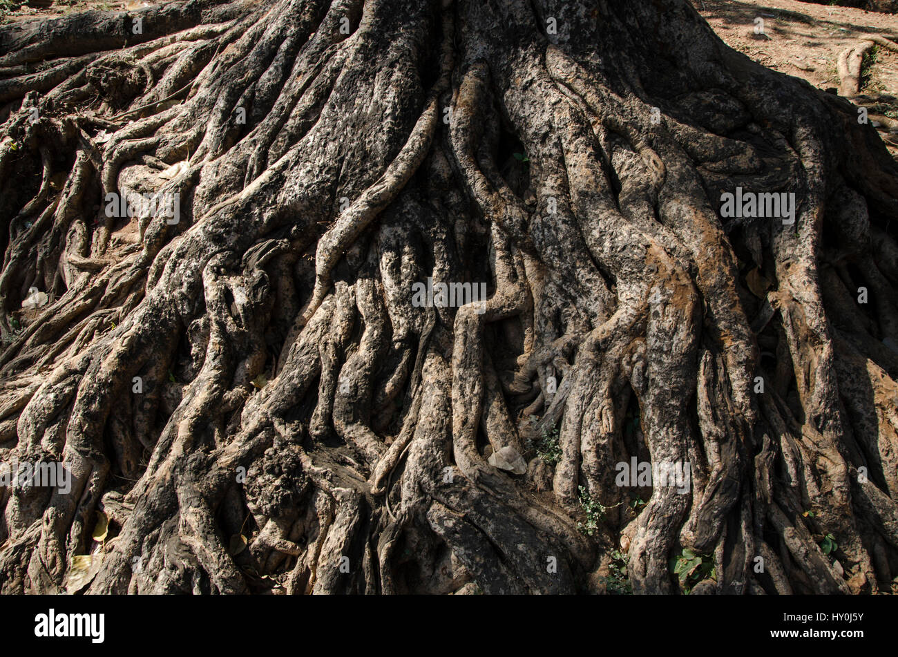 Roots of banyan tree, papikondalu, andhra pradesh, india, asia Stock ...
